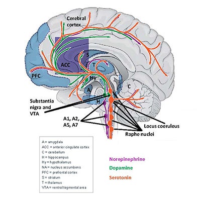 Neurotransmitter Functioning In Major Depressive Disorder - PsychU